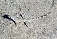 desierto de sonora: CACHORA